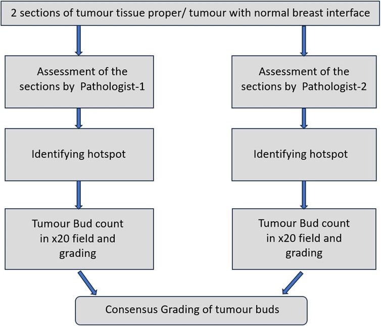 normal pathology thesis