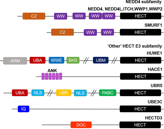 Pathology & Oncology Research | Emerging roles of the HECT E3 ubiquitin ...
