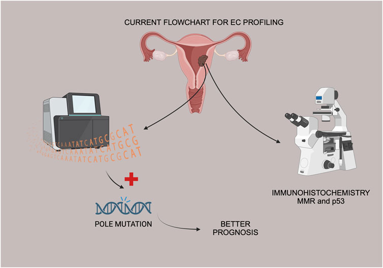 Pathology & Oncology Research | Molecular classification of endometrial ...